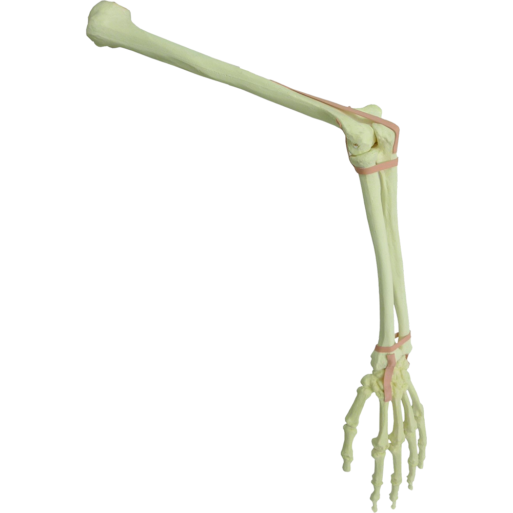 Diagrama Muscular Do Membro Superior Músculos Membros Superiores