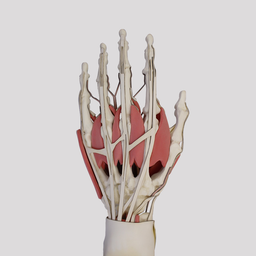 PUNHO ESQUERDO COM ESTRUTURAS COMPLETAS