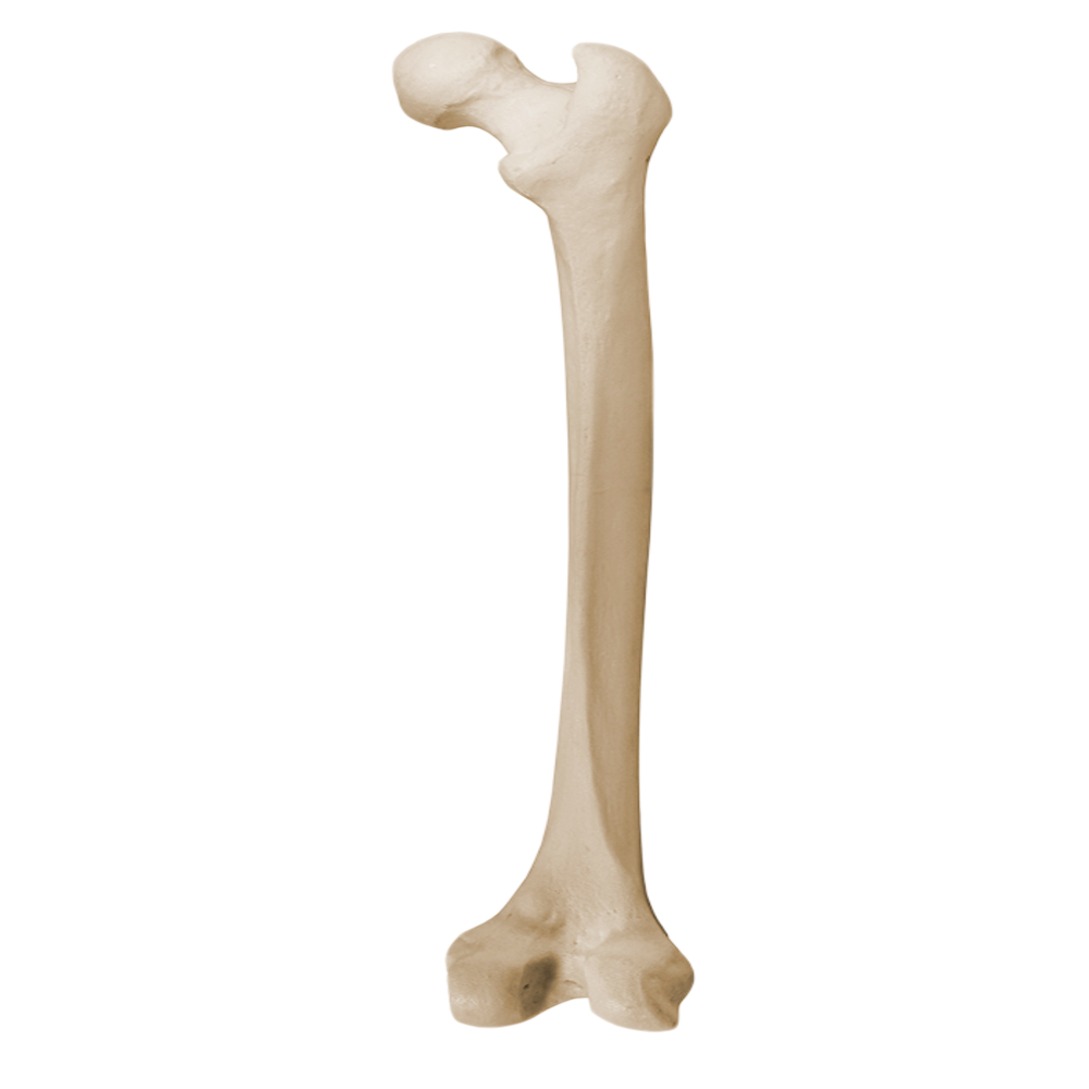 Ossos De Clavicula Reais Fratura Da Clavícula: Saiba Tudo Sobre A