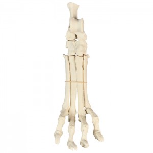 TARSO - MEMBRO POSTERIOR - CÃO PORTE GRANDE - MODELOS DE TREINAMENTO ...